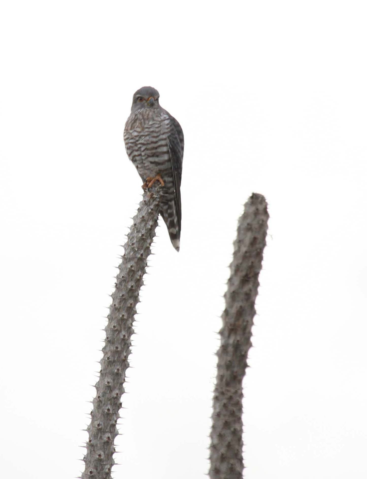 Banded Kestrel by Peter Gasson - BirdGuides