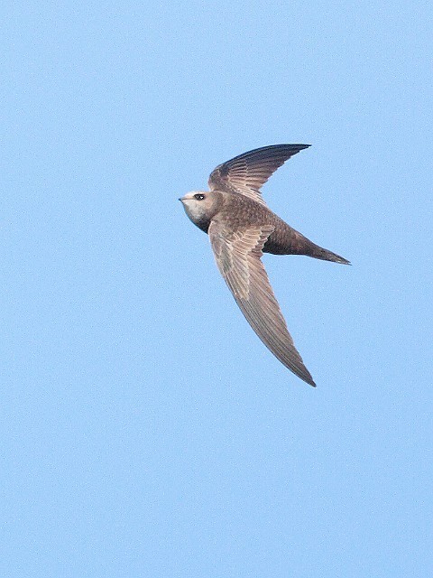 Details : Pallid Swift - BirdGuides