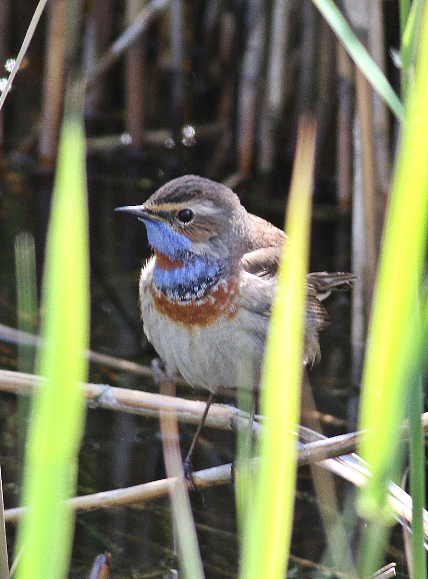 Details : Red-spotted Bluethroat - BirdGuides