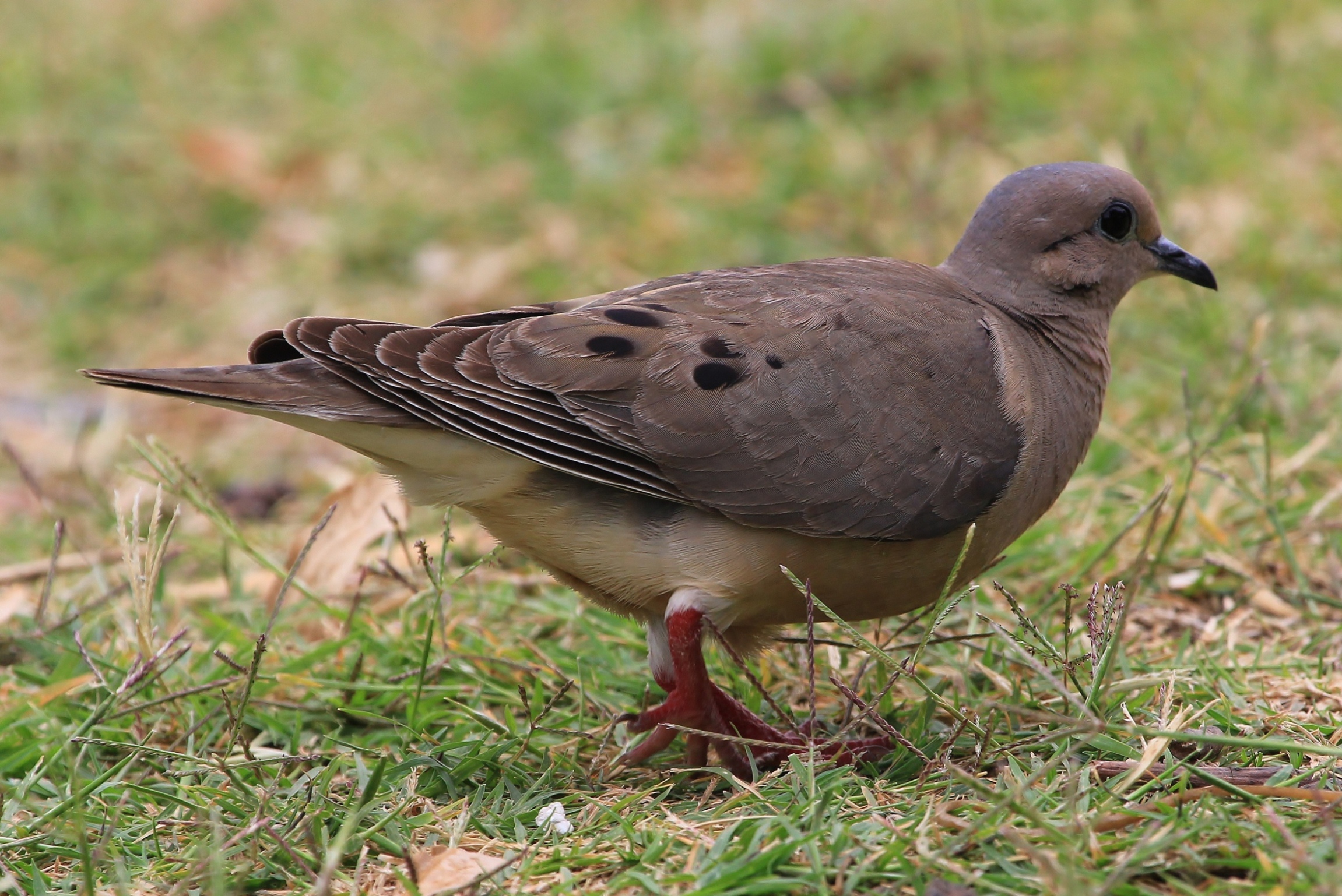 Details : Eared Dove - BirdGuides