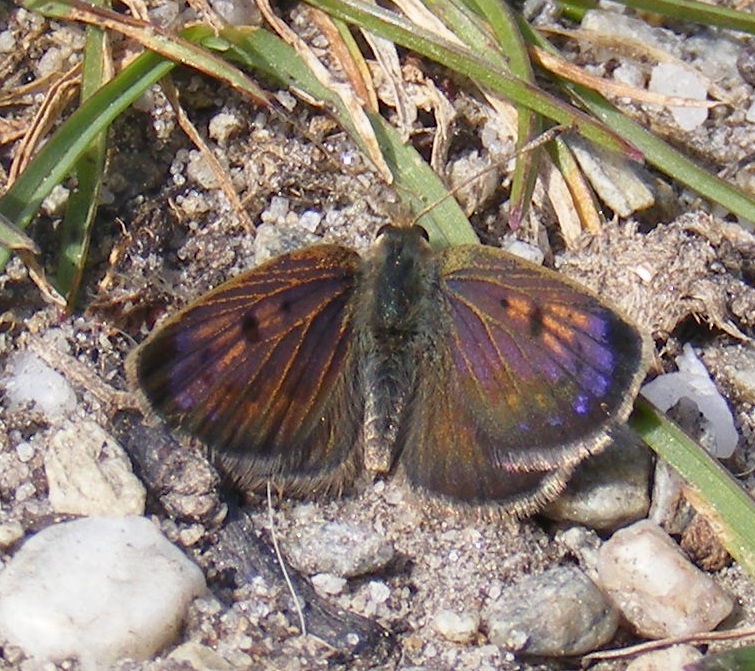 Details : Boulder Copper - BirdGuides