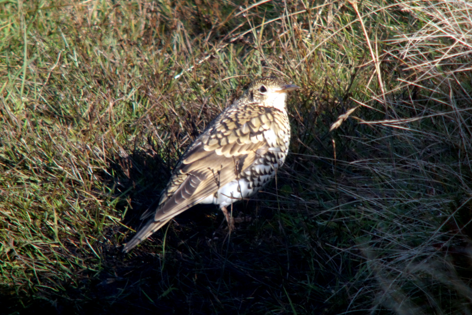 Details : White's Thrush - BirdGuides