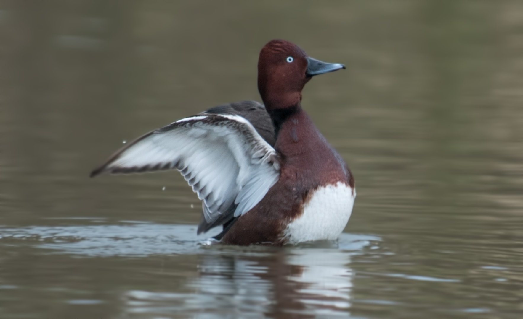 Ferruginous Duck by Jack Bucknall - BirdGuides