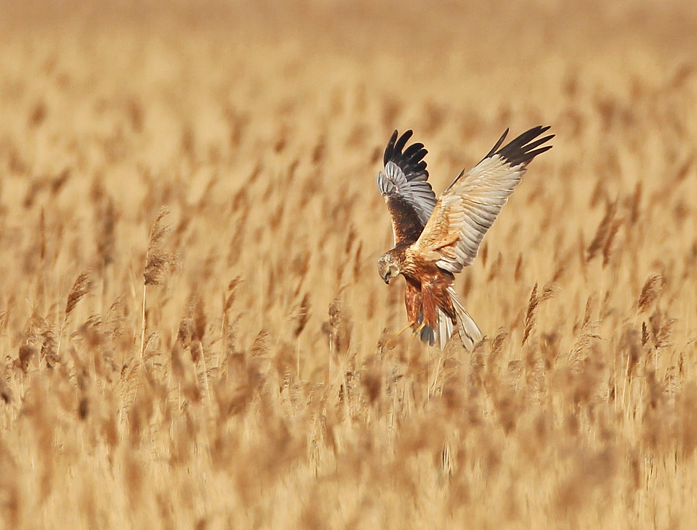 First successful breeding of Marsh Harrier on Isle of Wight - BirdGuides