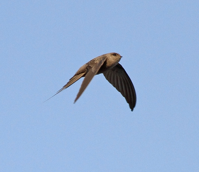 Details : African Palm Swift - BirdGuides