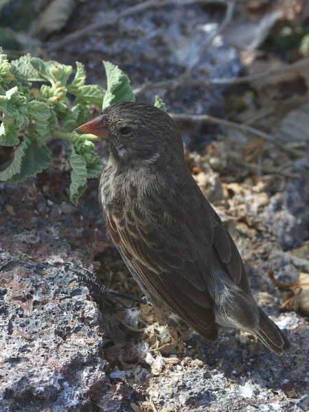 Details : Sharp-beaked Ground Finch - BirdGuides