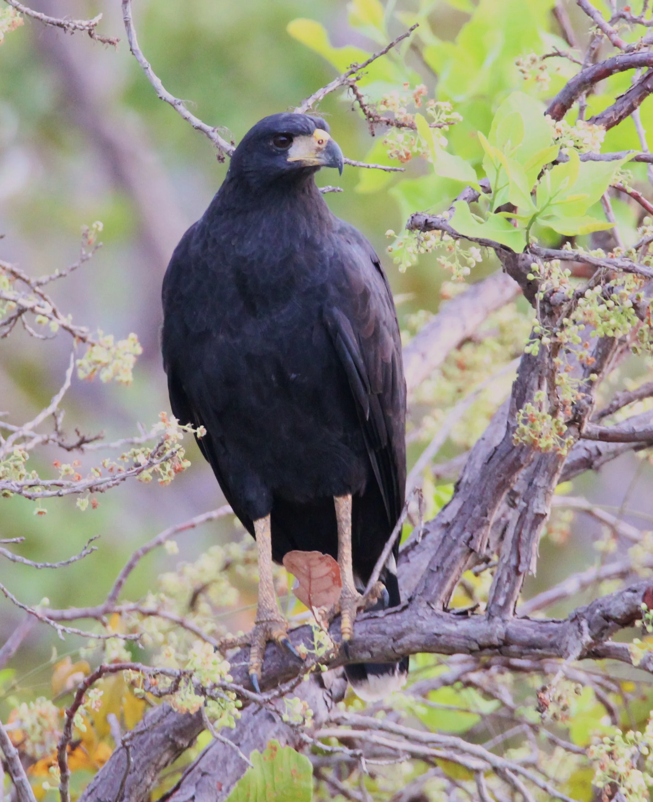 Details : Great Black Hawk - BirdGuides