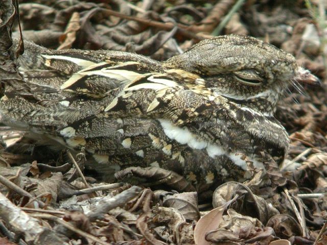 Slender-tailed Nightjar by Nick Scarle - BirdGuides