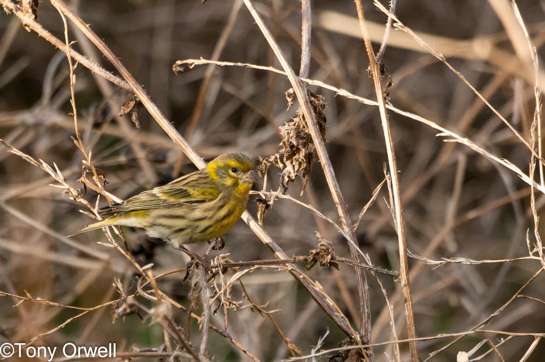 Details : European Serin - BirdGuides