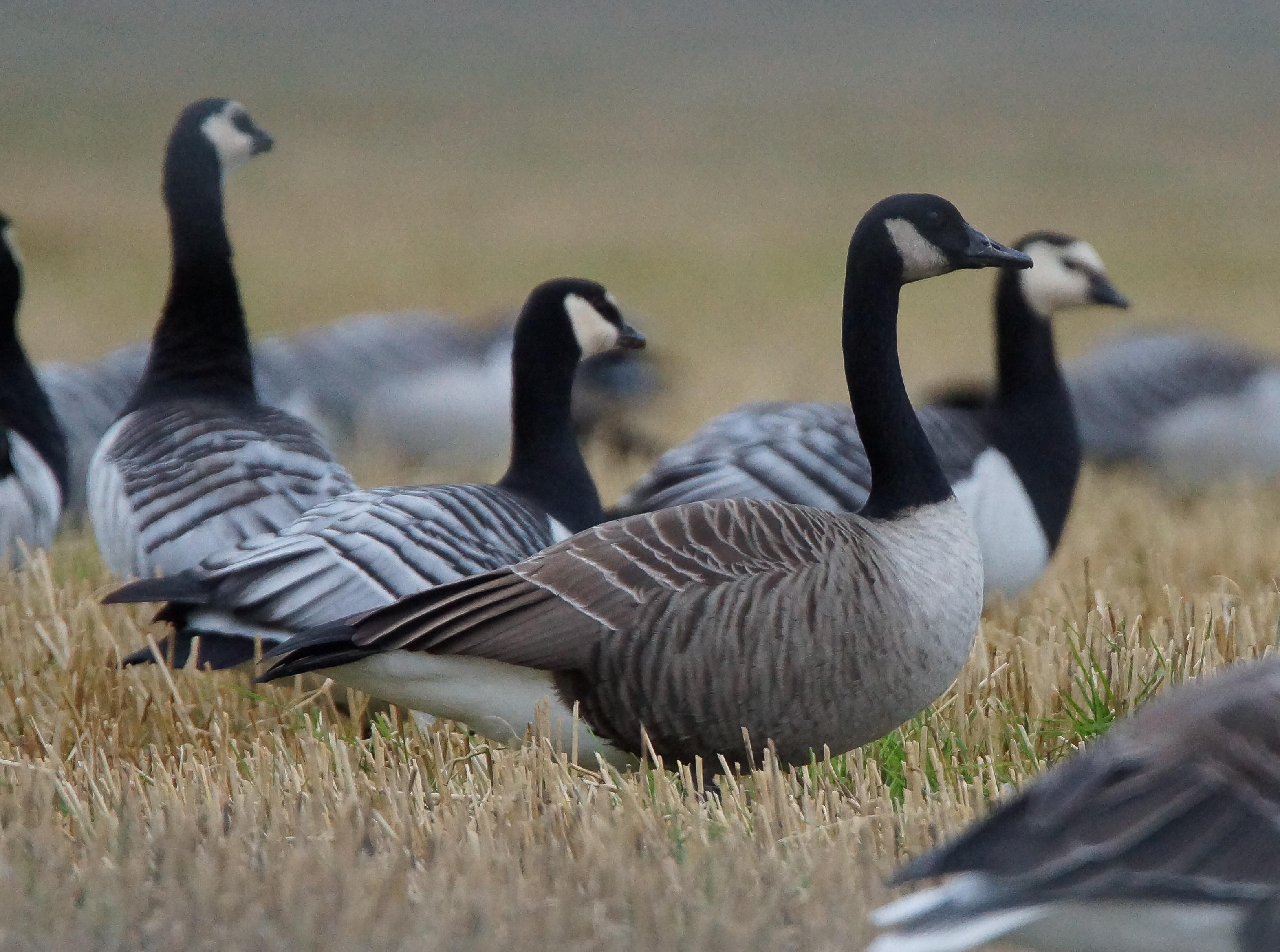 Details : Todd's Canada Goose - BirdGuides