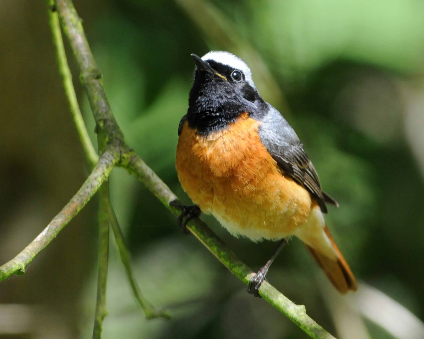Common Redstart by Nick Appleton - BirdGuides