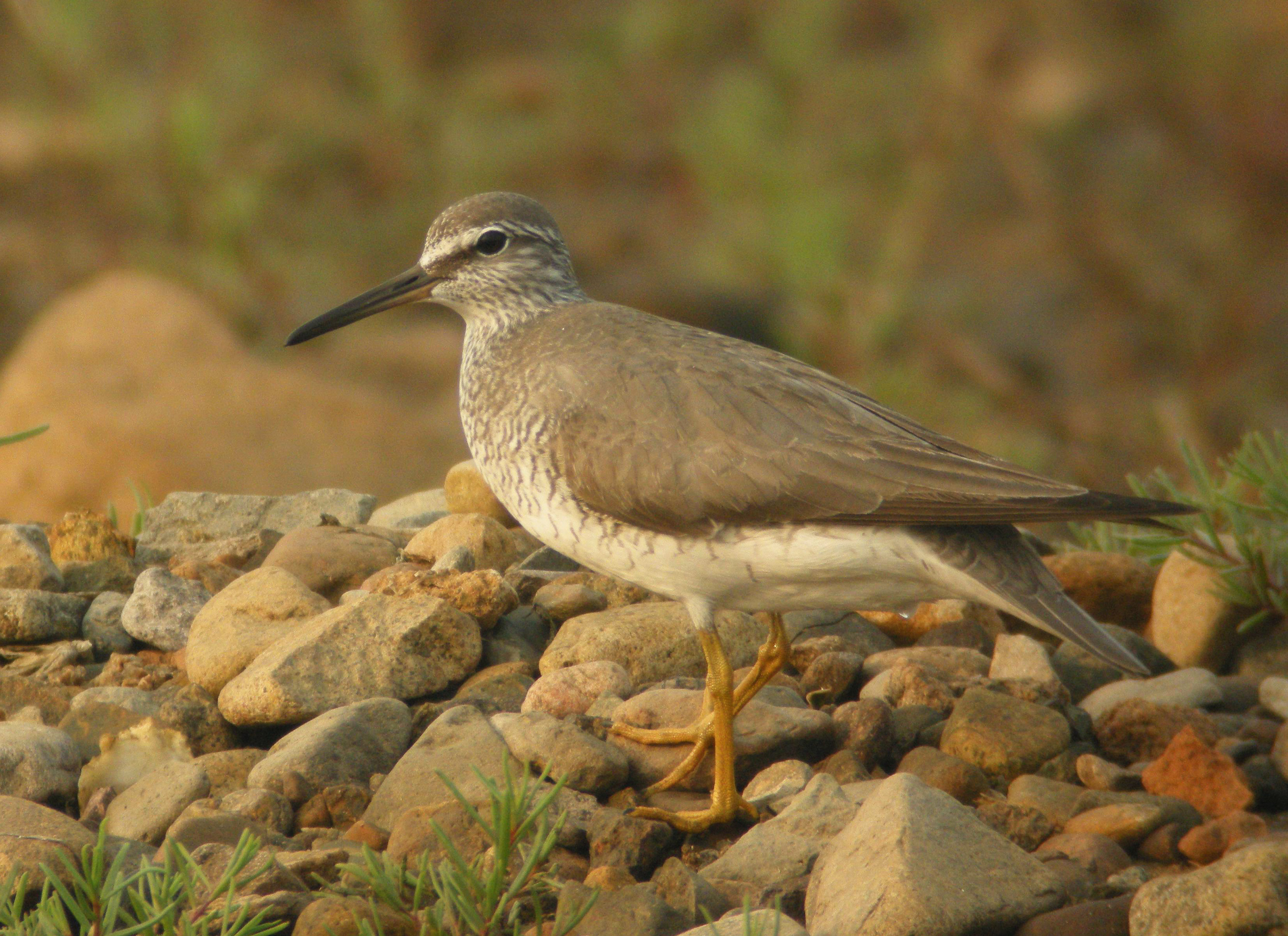 Details : Grey-tailed Tattler - BirdGuides
