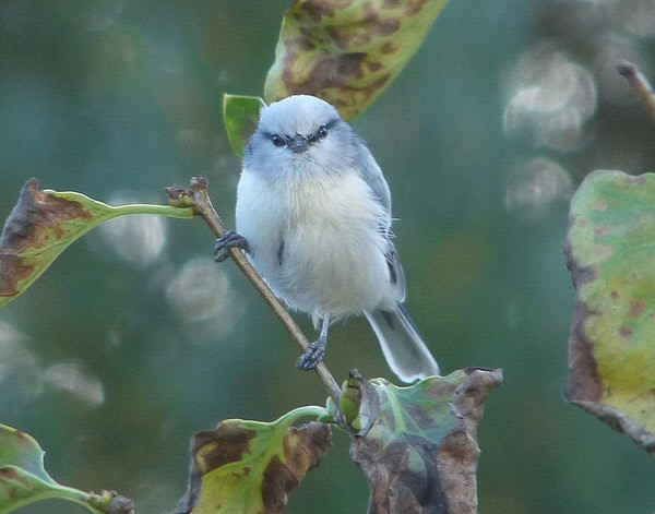 Cyanistes cyanus flavipectus by David Ferguson - BirdGuides