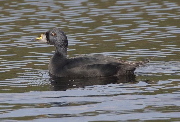 Details : Common Scoter - BirdGuides