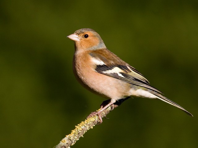 Details : Chaffinch - BirdGuides