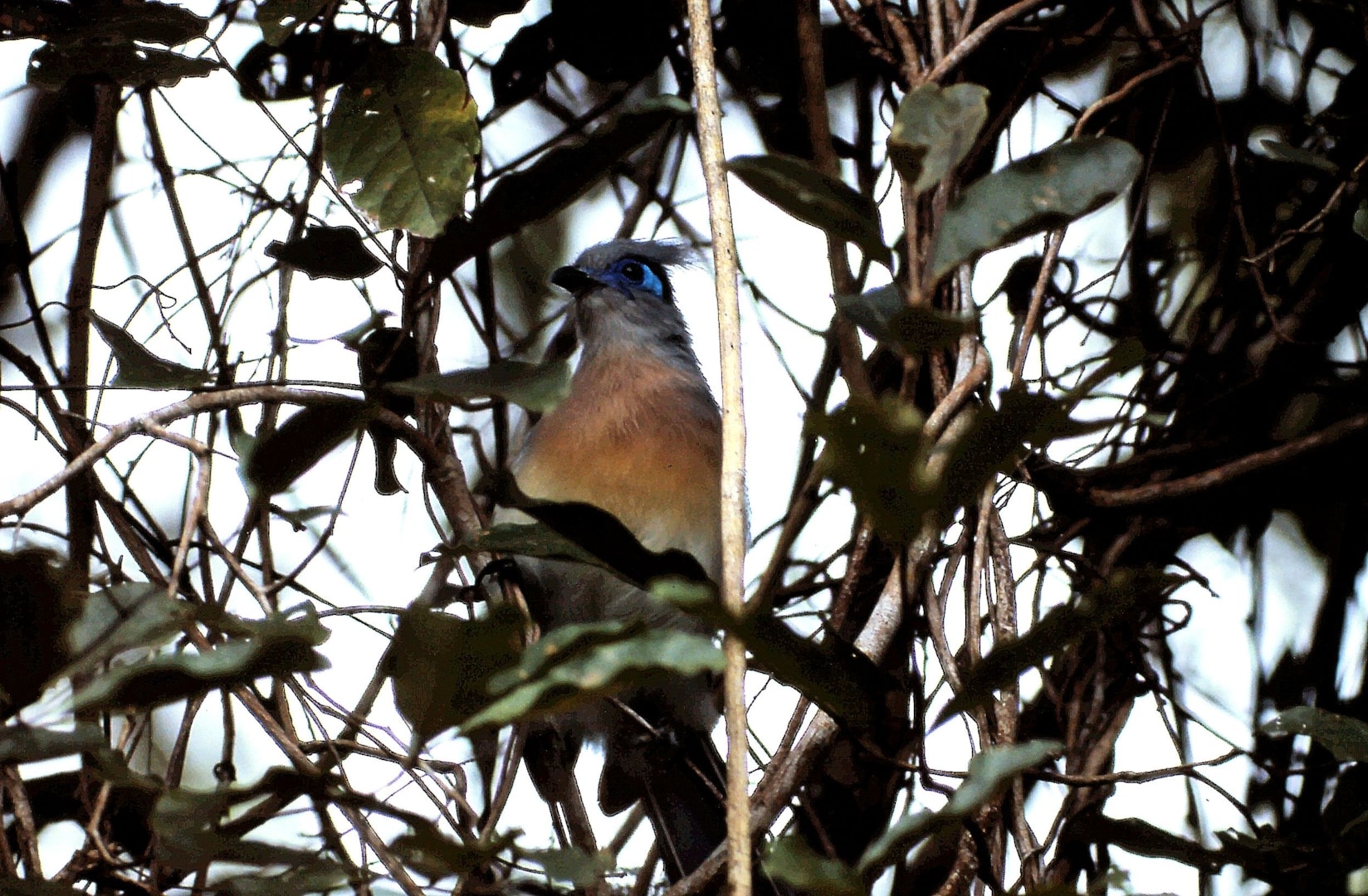Crested Coua by W.Schulenburg - BirdGuides