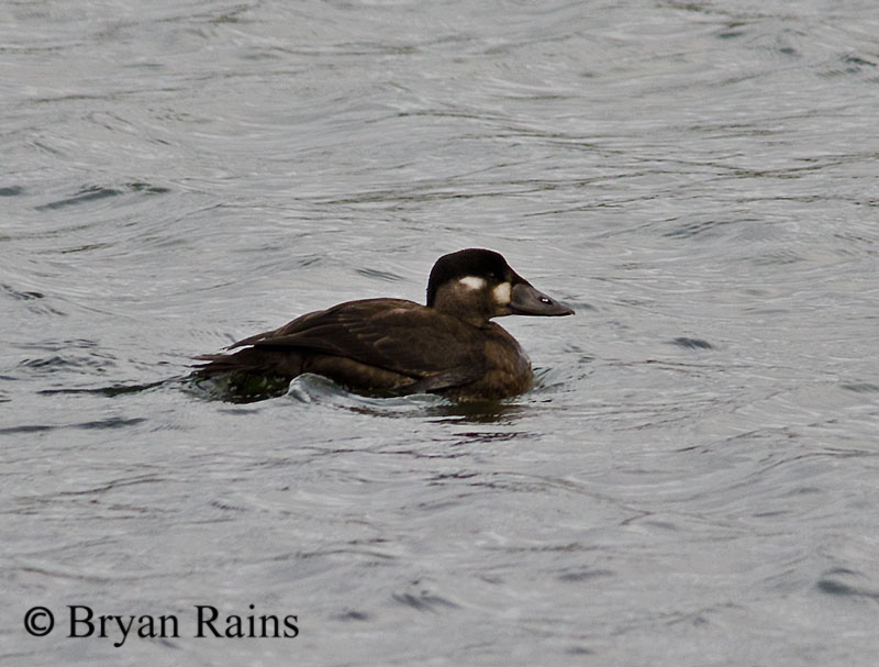 Details : Surf Scoter - BirdGuides