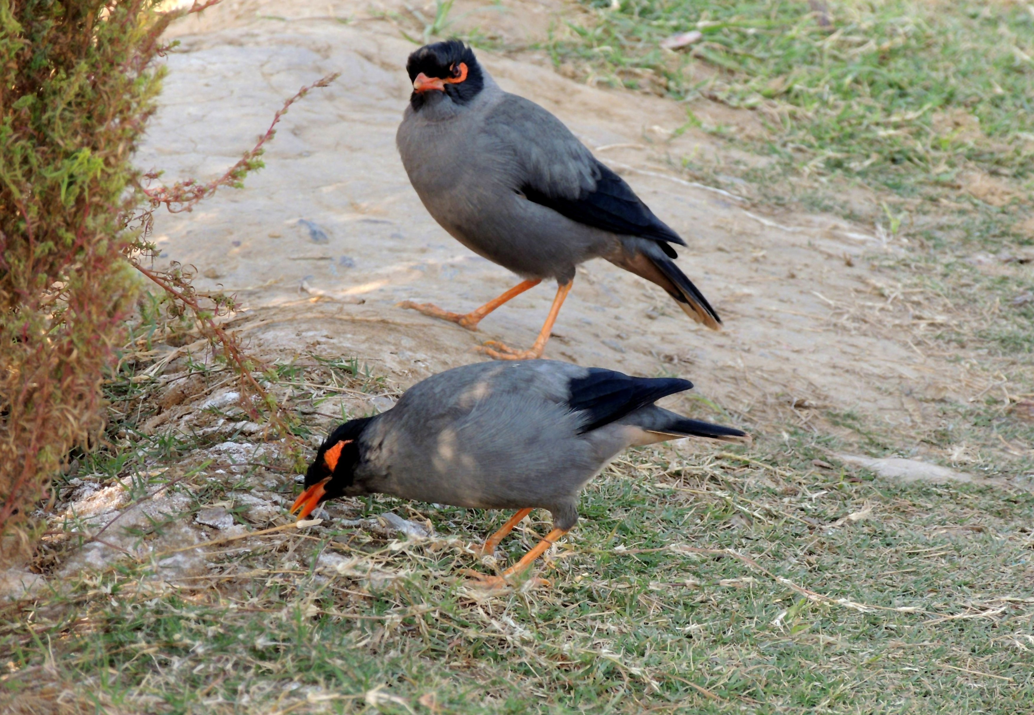 Details : Bank Myna - BirdGuides