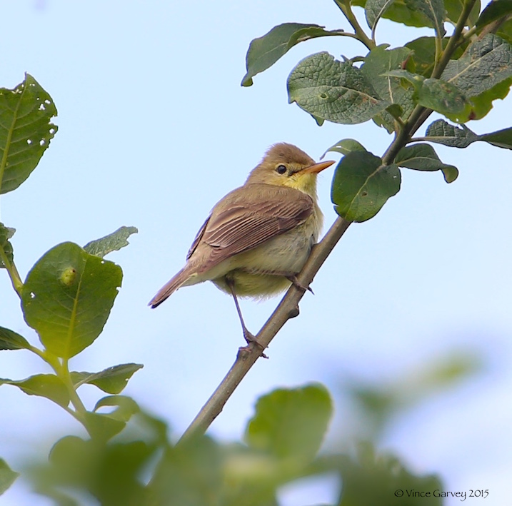 Details : Melodious Warbler - BirdGuides