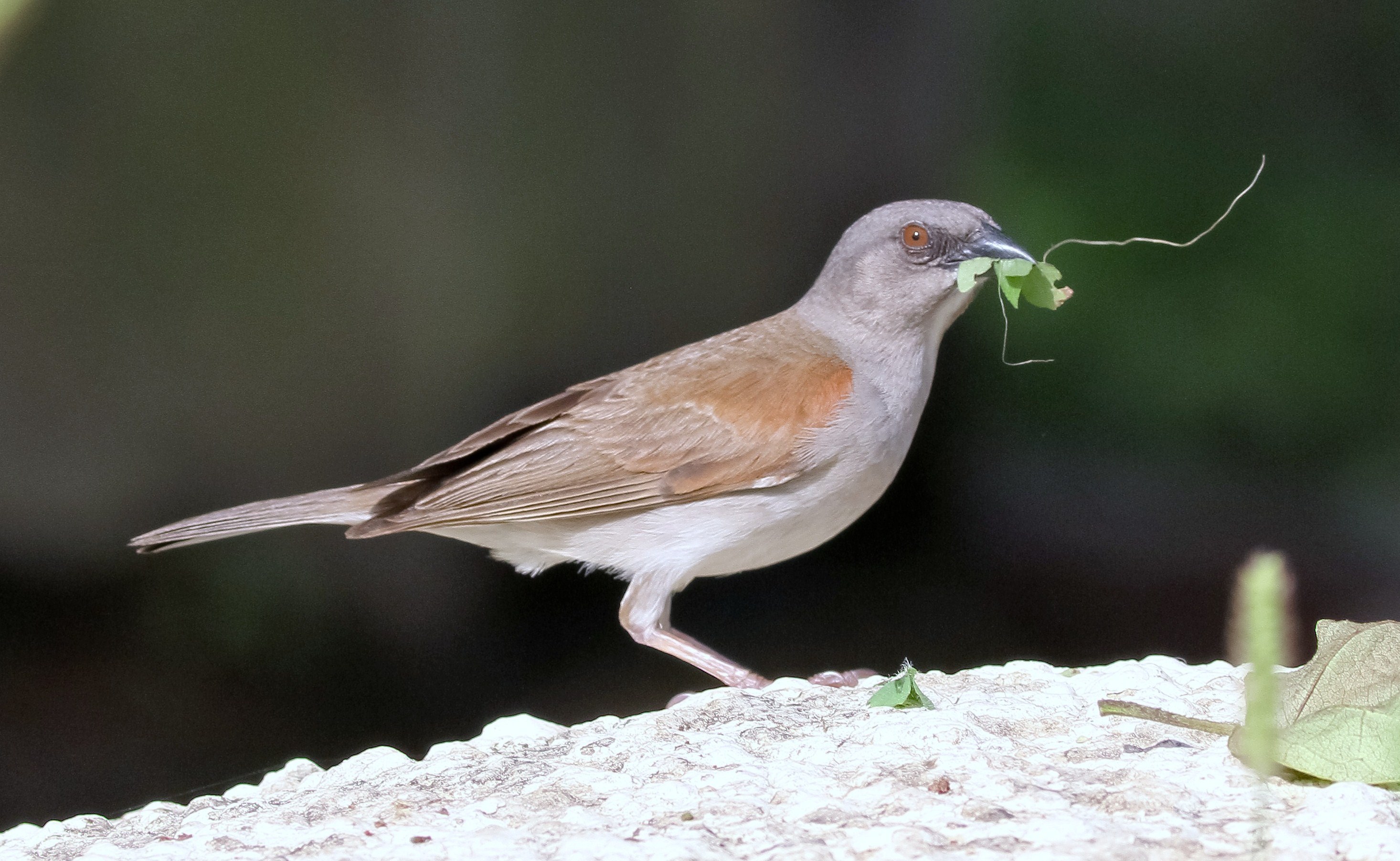 Details : Northern Grey-headed Sparrow - BirdGuides