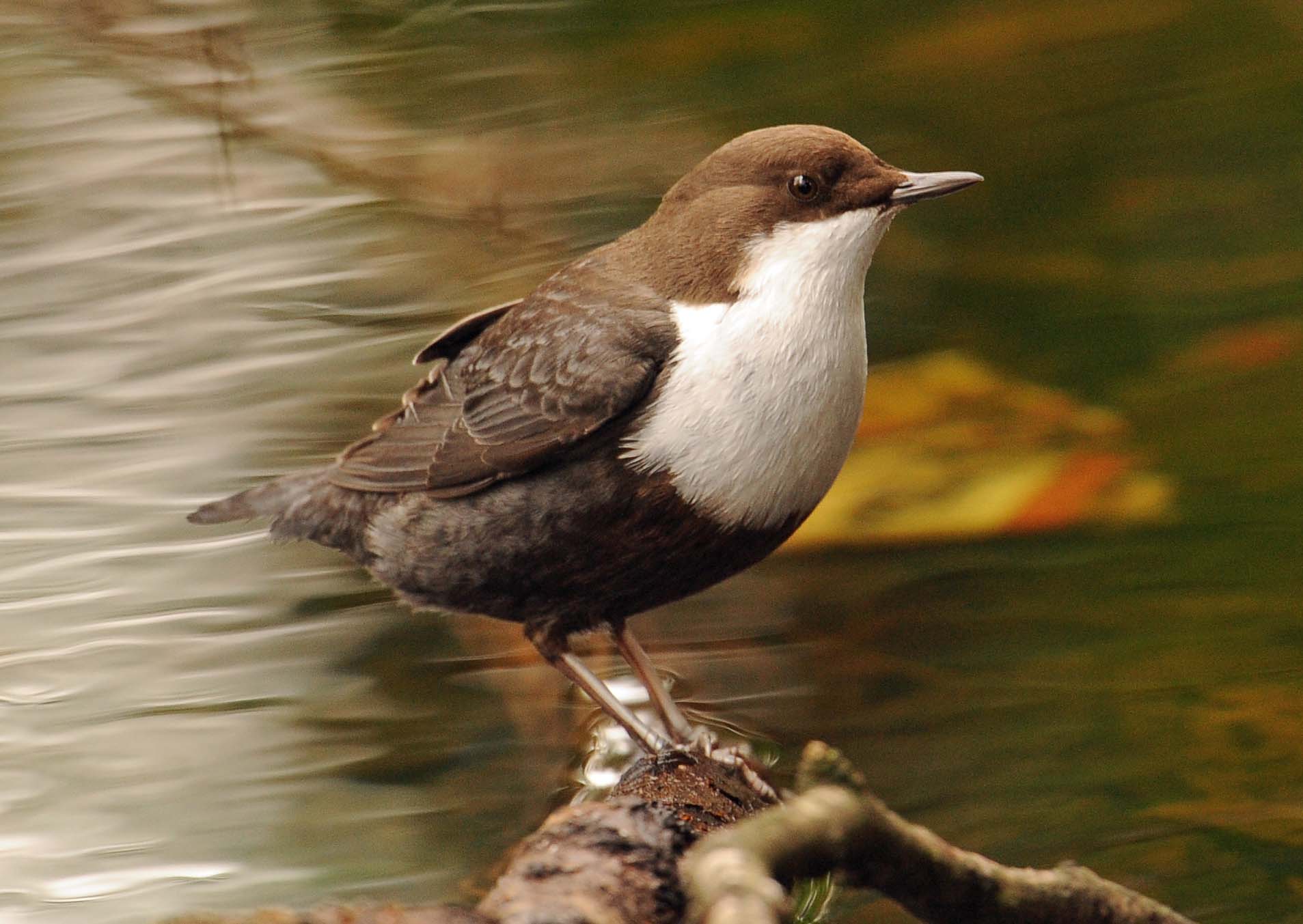 Details : Black-bellied Dipper - BirdGuides