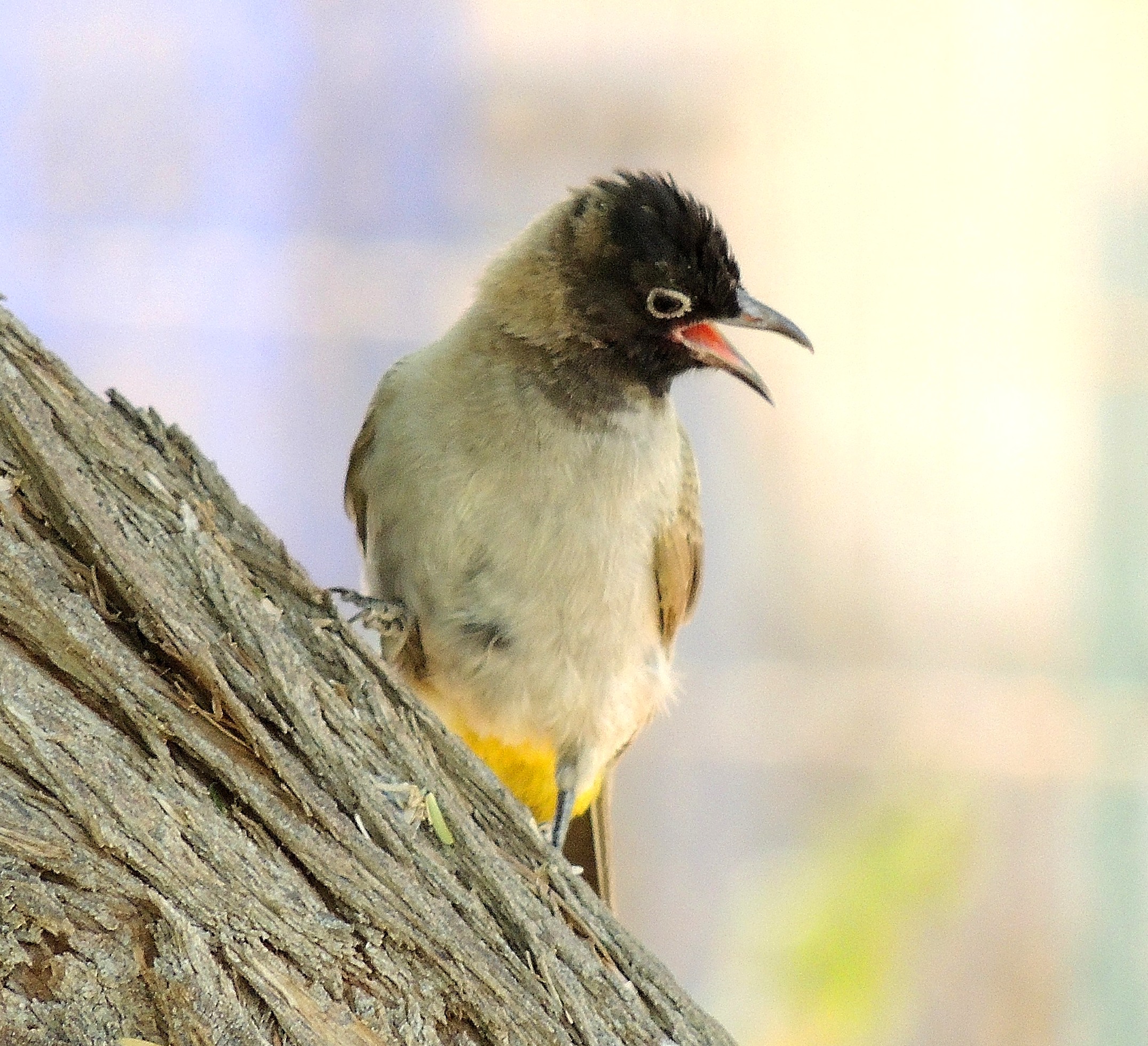 Details : Yellow-vented Bulbul - BirdGuides