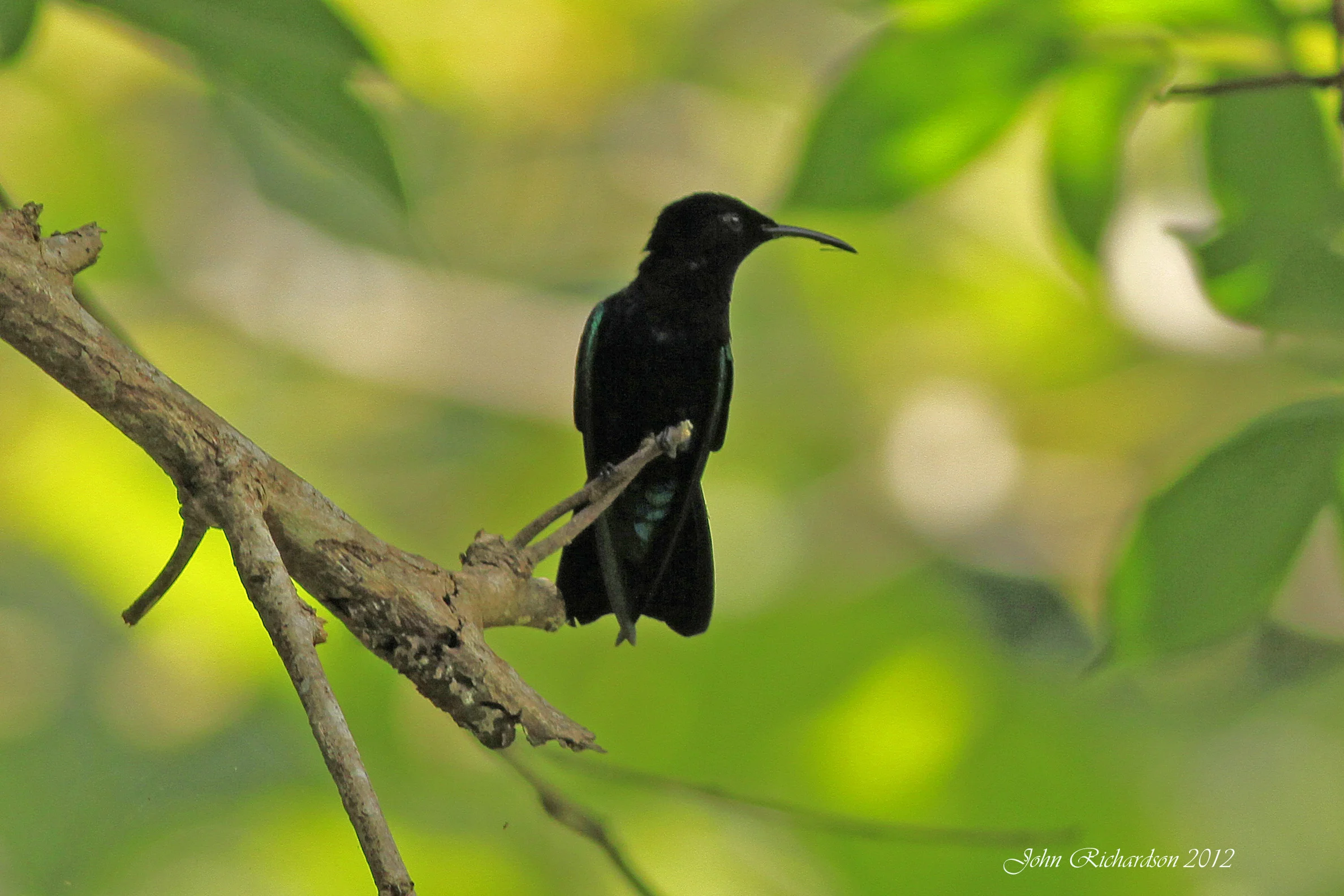Details : Blue-headed Hummingbird - BirdGuides