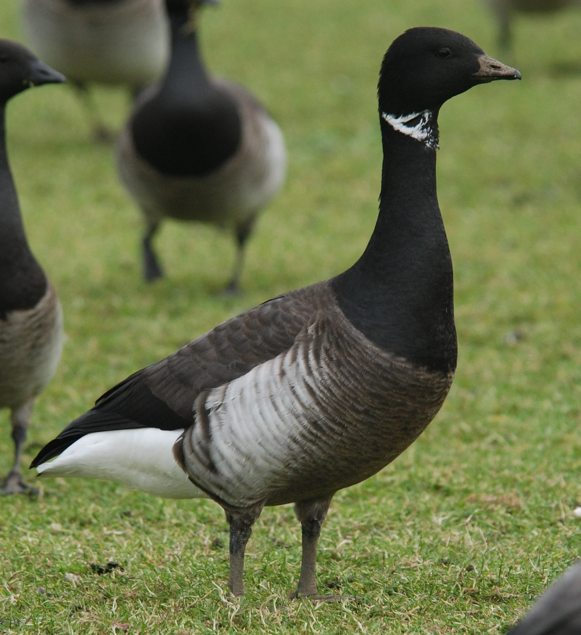Details : Grey-bellied Brant - BirdGuides