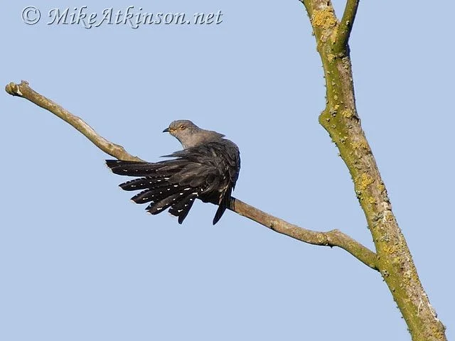 Details : Common Cuckoo - BirdGuides