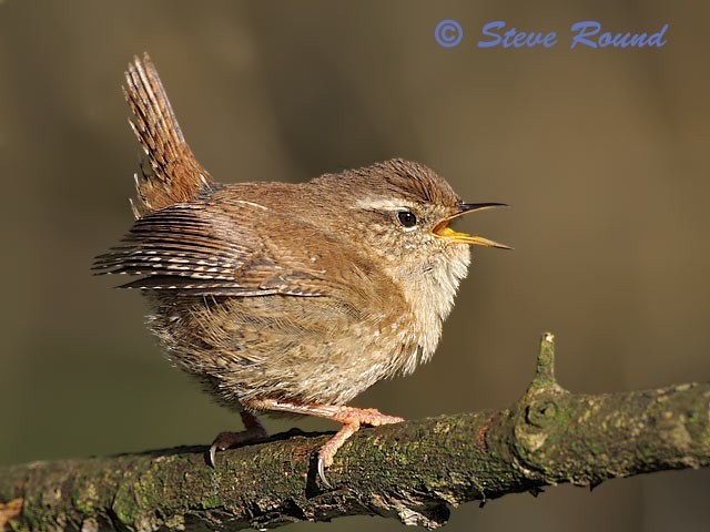 Details : Eurasian Wren - BirdGuides