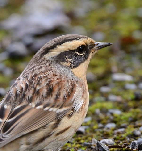 Bird of the Week: Siberian Accentor, Easington - BirdGuides