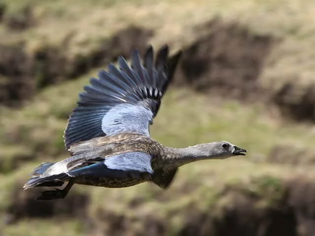 Details : Blue-winged Goose - BirdGuides
