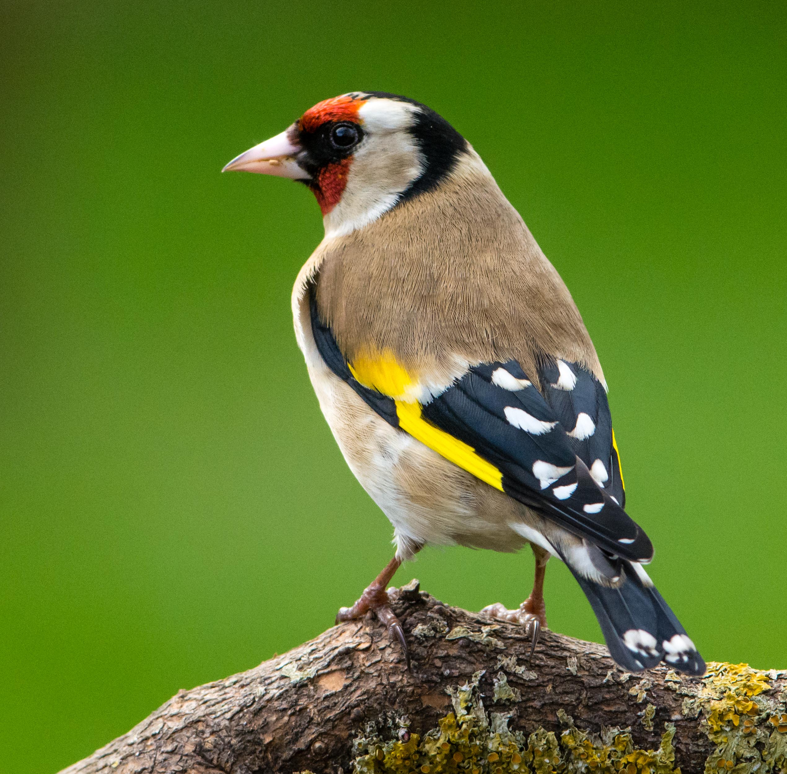 Goldfinch by Mark Rafter - BirdGuides