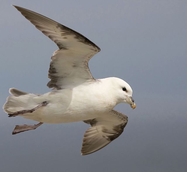 Details : Northern Fulmar - BirdGuides