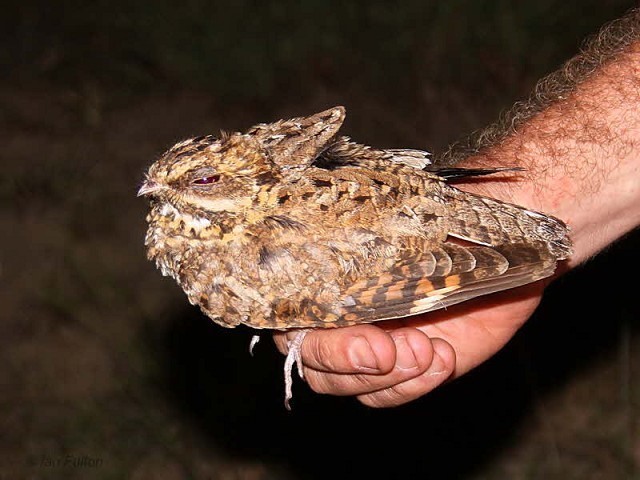 Swamp Nightjar by Ian Fulton - BirdGuides
