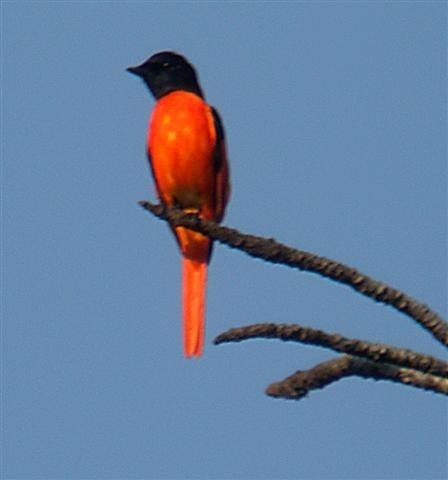 Details : Scarlet Minivet - BirdGuides
