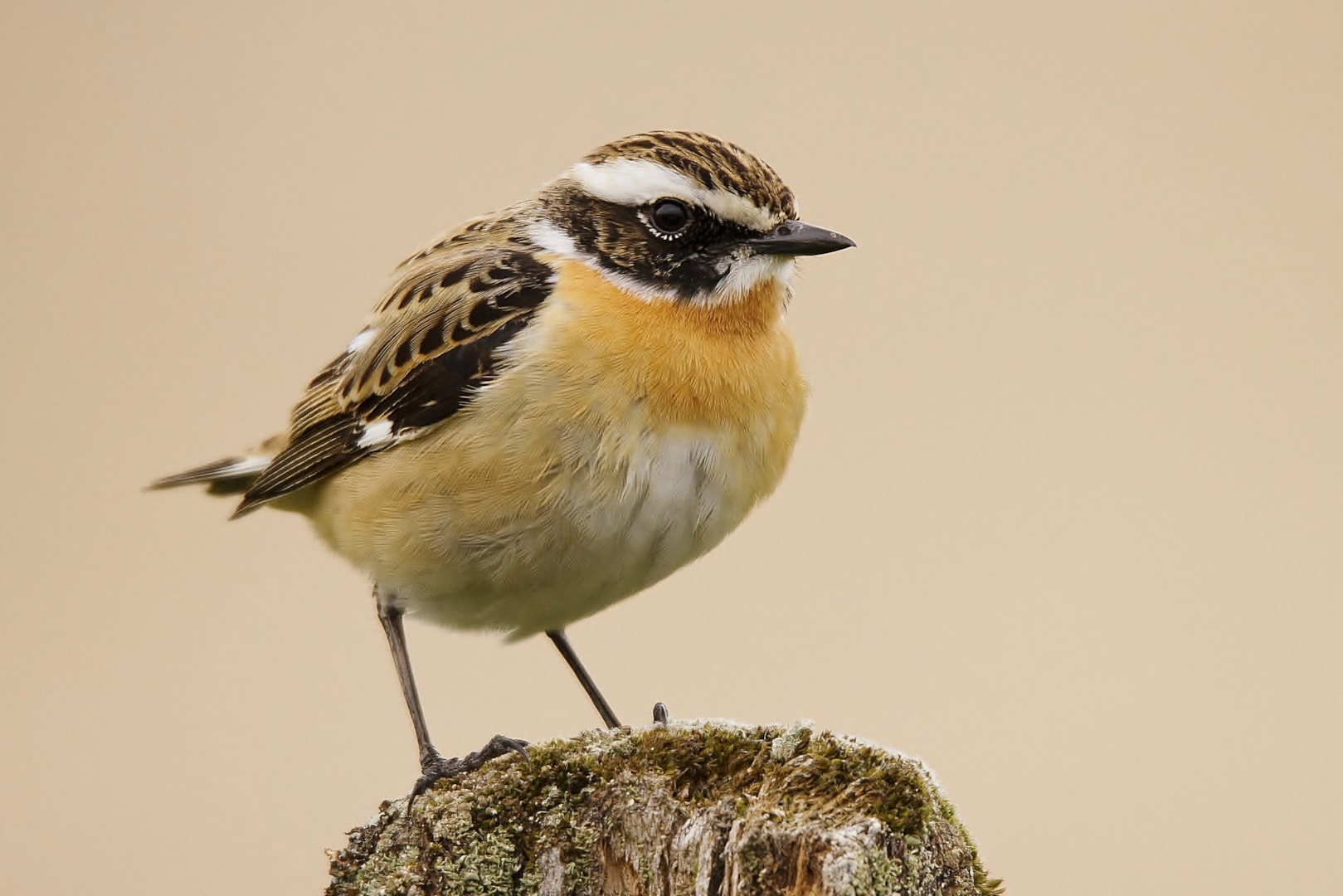 Whinchat by Clive Daelman - BirdGuides