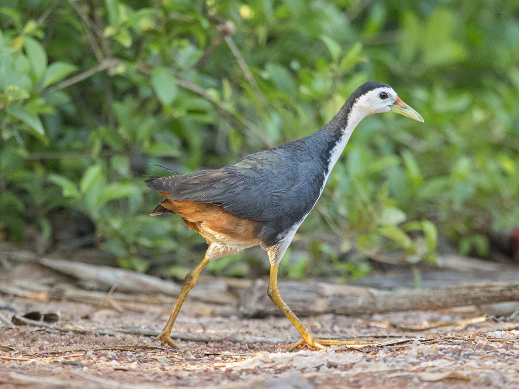 Details : White-breasted Waterhen - BirdGuides
