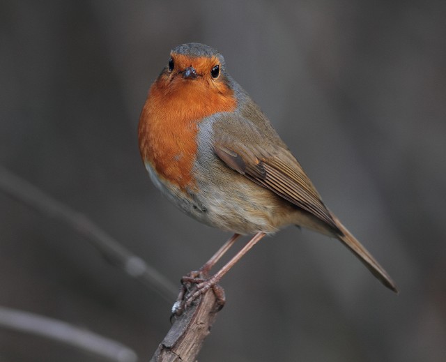 Focus On: Robins of the North - BirdGuides