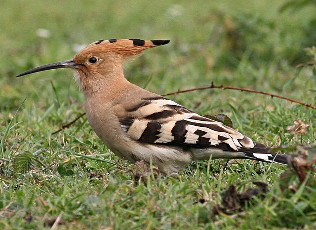 Details : Hoopoe - BirdGuides