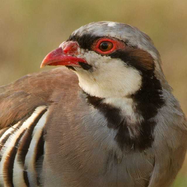 Details : Chukar Partridge - BirdGuides