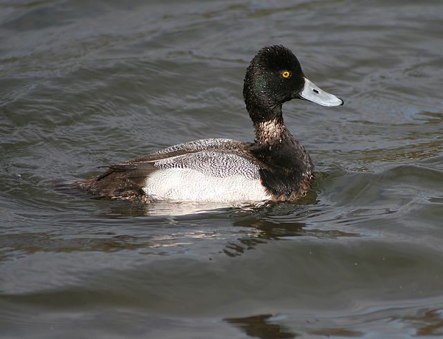 Details : Lesser Scaup - BirdGuides
