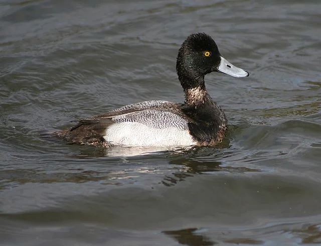 Details : Lesser Scaup - BirdGuides