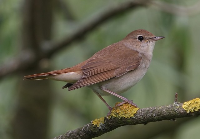 Details : Common Nightingale - BirdGuides