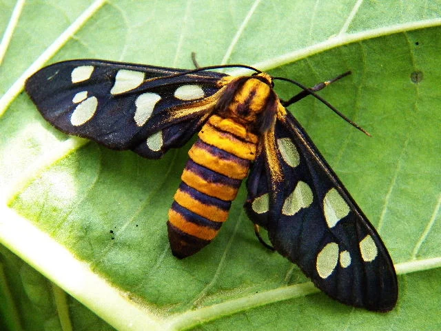 Details : Indian Wasp Moth - BirdGuides
