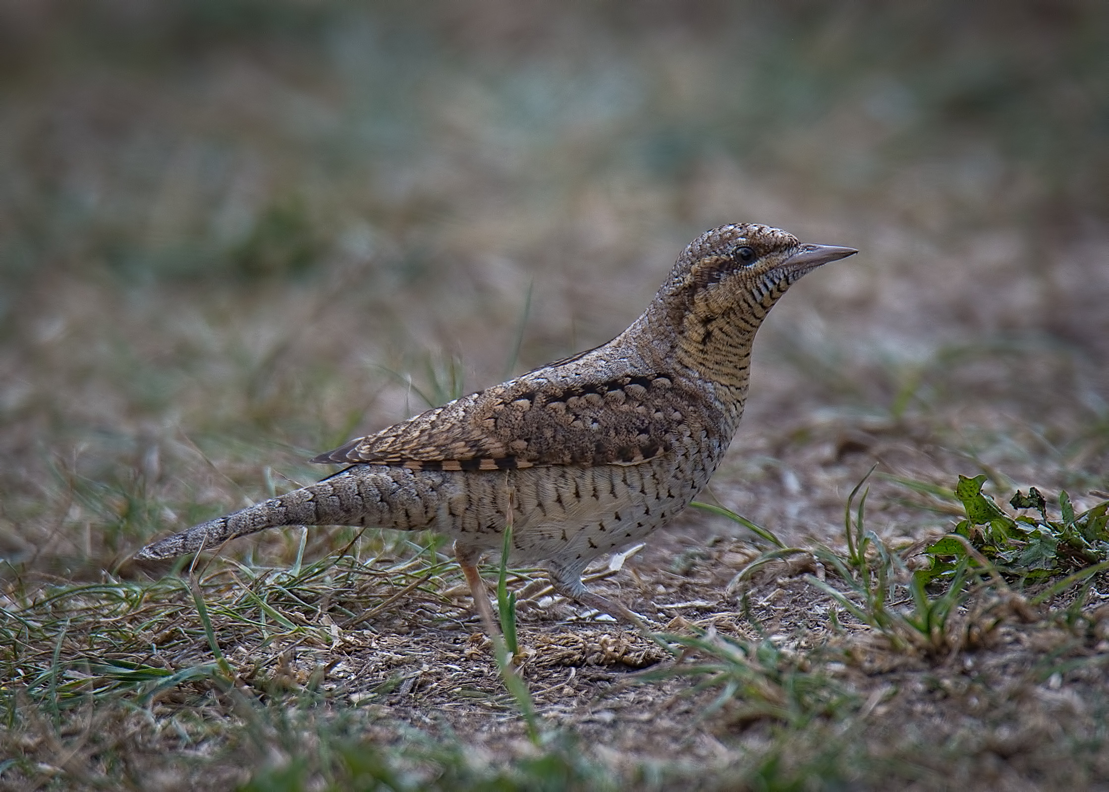 Details : Wryneck - BirdGuides