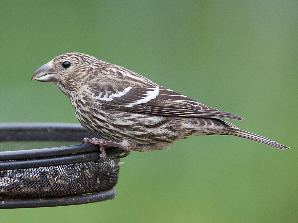 Details : Two-barred Crossbill - BirdGuides