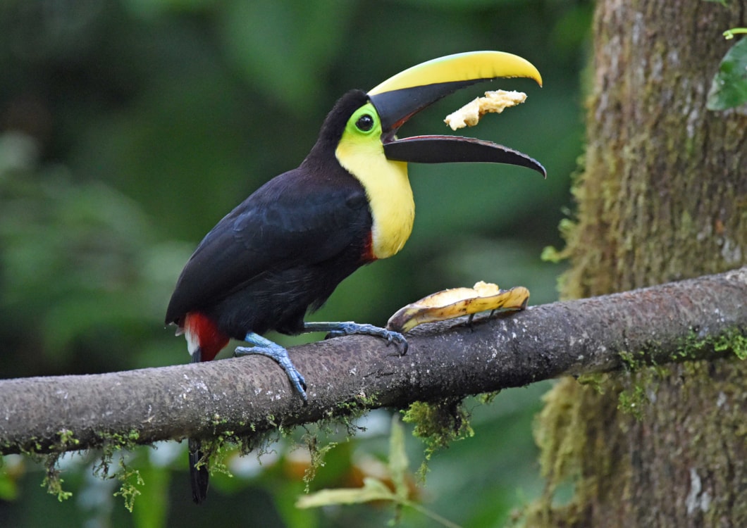Choco Toucan by Tony Hovell - BirdGuides