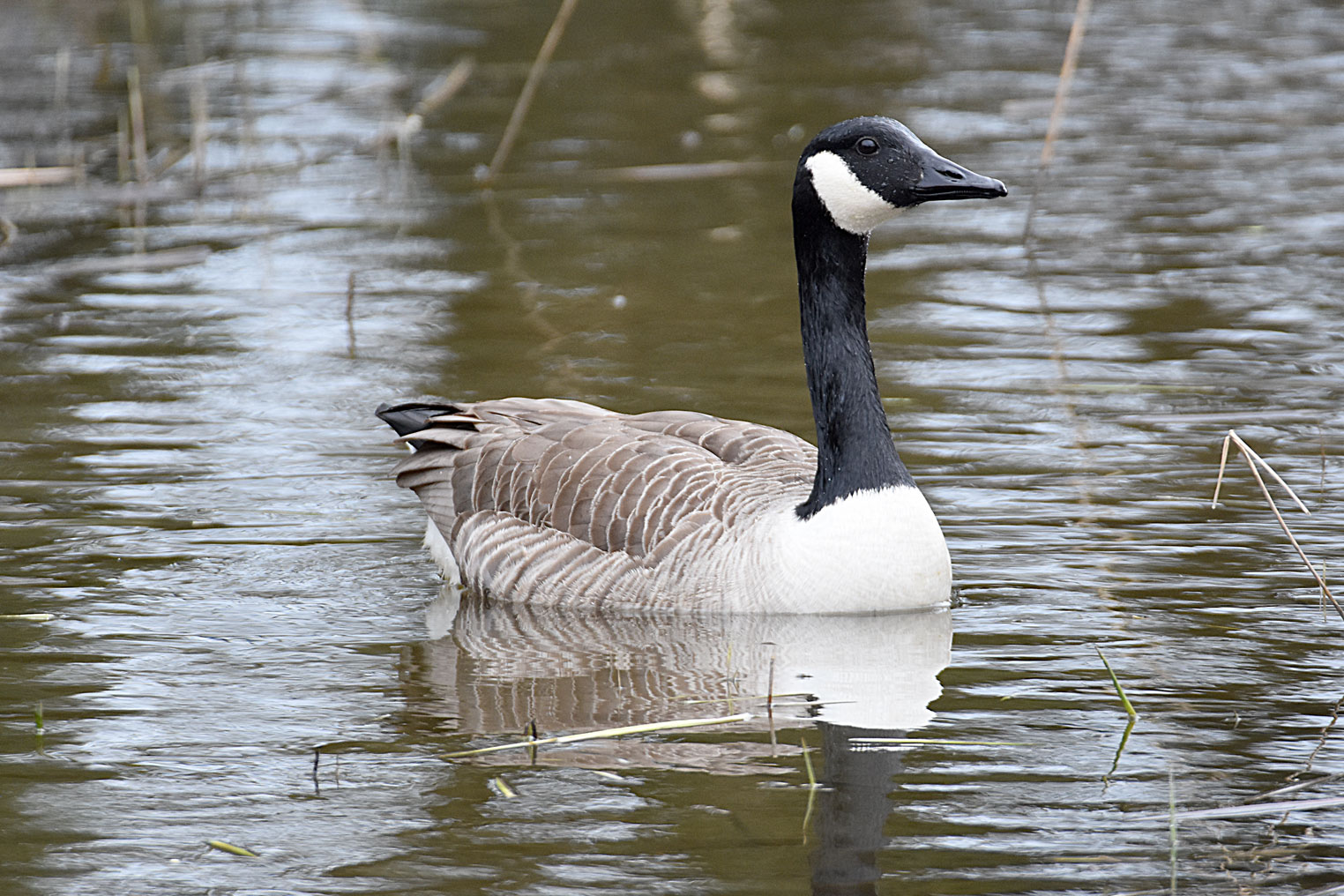 Safety entices geese to cities - BirdGuides