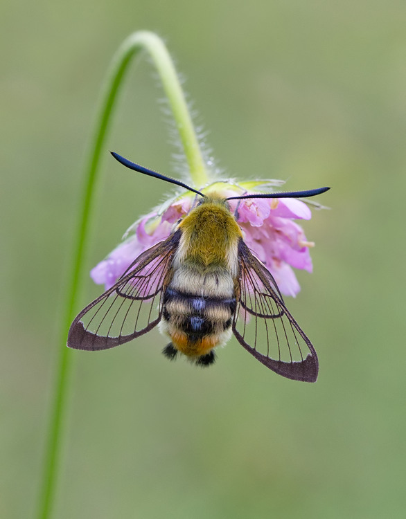 Narrow-bordered Bee Hawkmoth by Paul Cools - BirdGuides